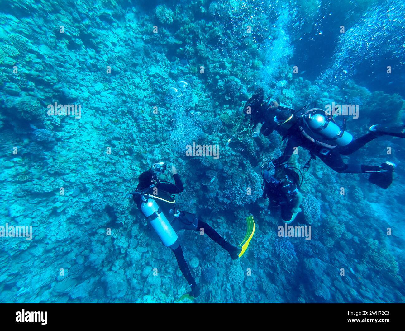 Scuba Divers divers explore coral reef in tropical sea. Underwater life ...