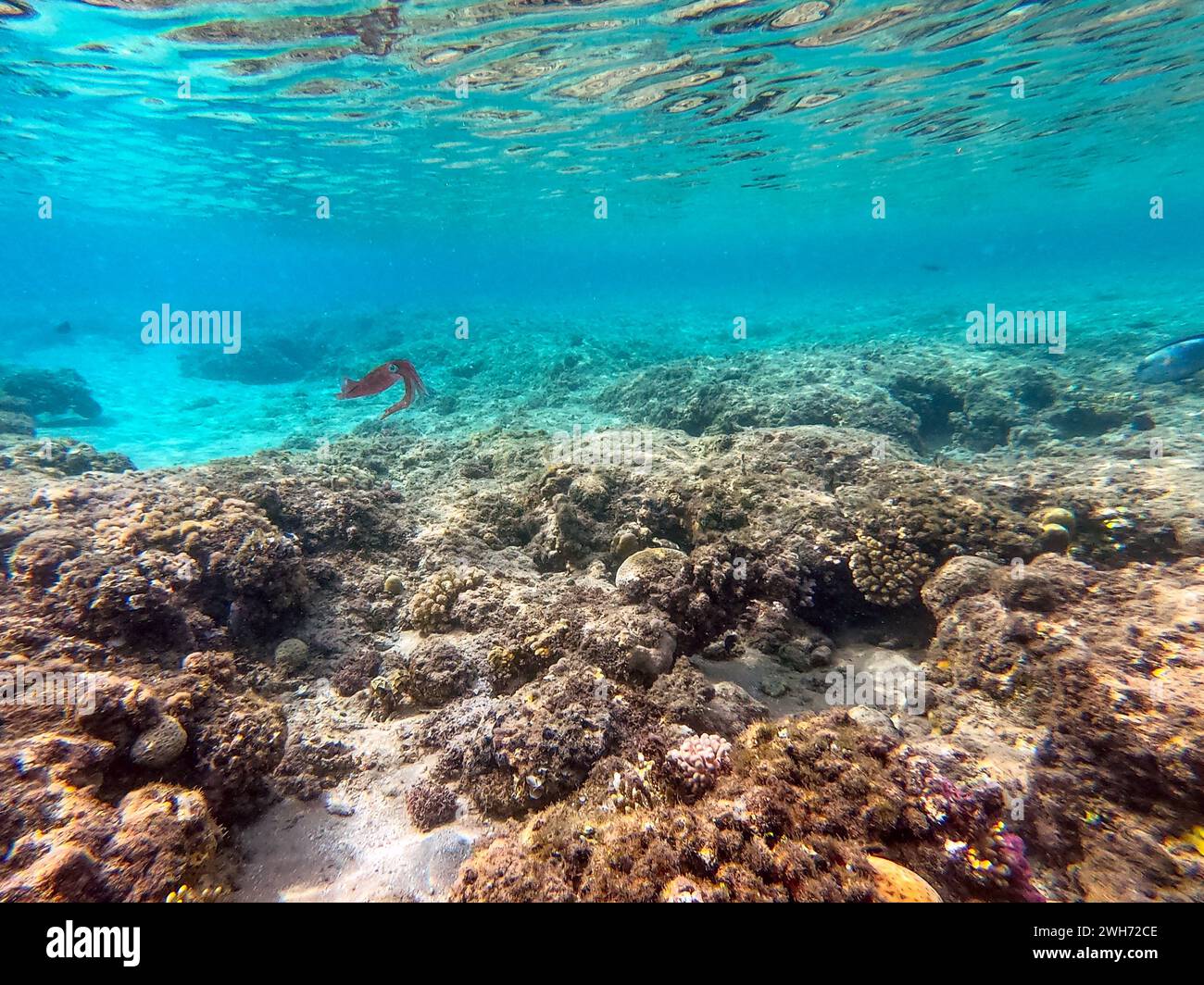 Close up view of tropical Bigfin Reef squid with big eyes underwater at ...