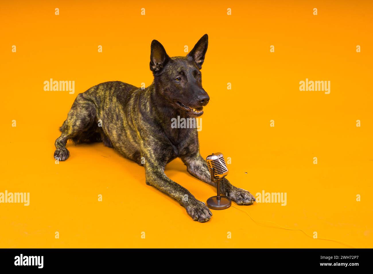 Cute singing dog Dutch shepherd in a studio red yellow background Stock ...
