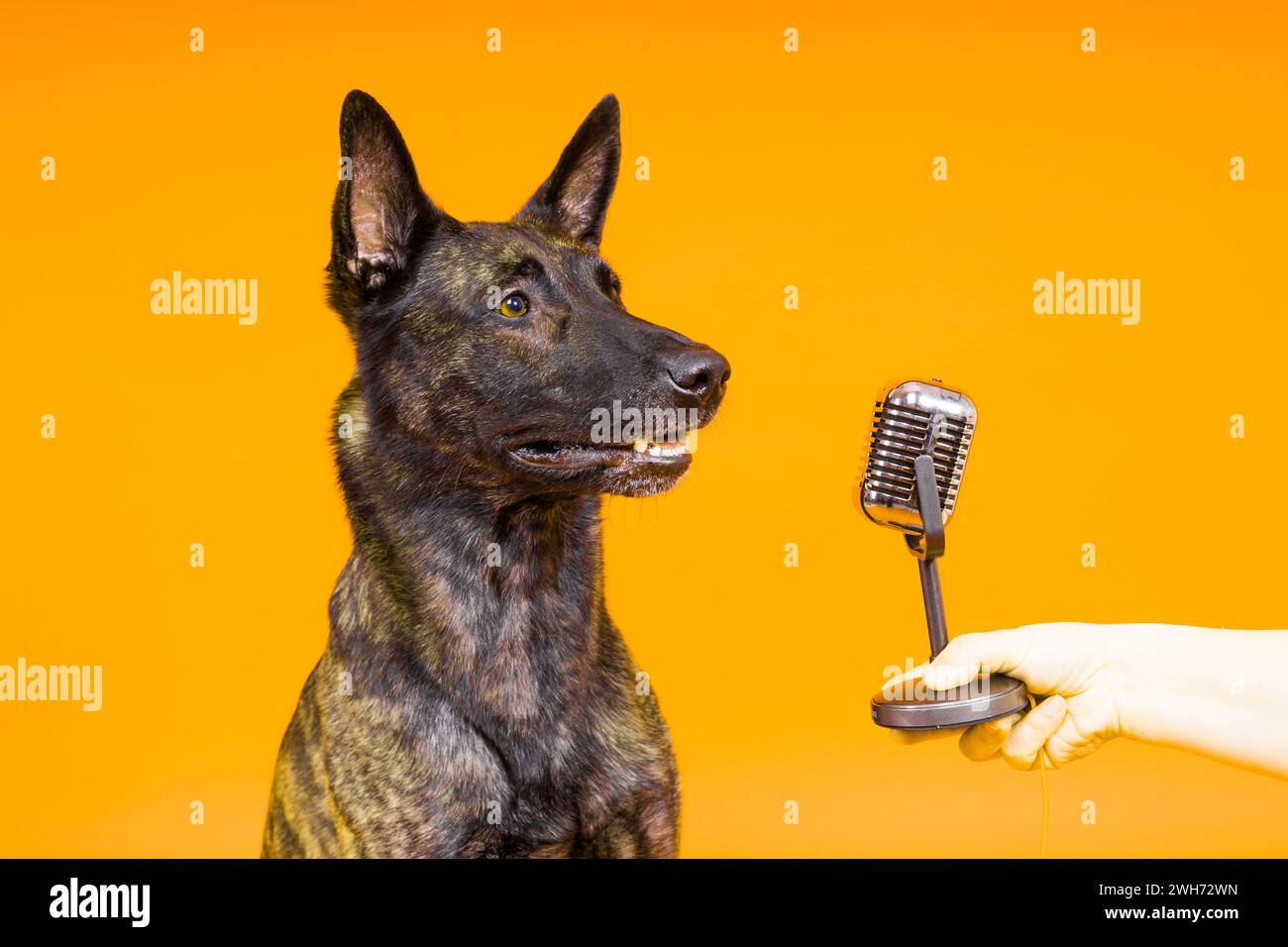 Cute singing dog Dutch shepherd in a studio red yellow background Stock ...