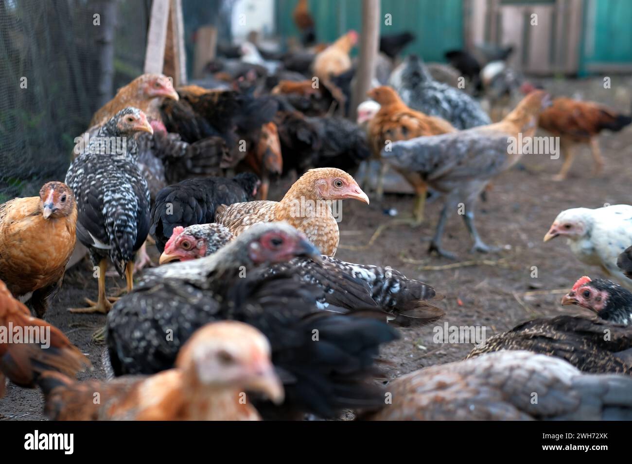 A group of chickens on a traditional poultry farm Stock Photo - Alamy
