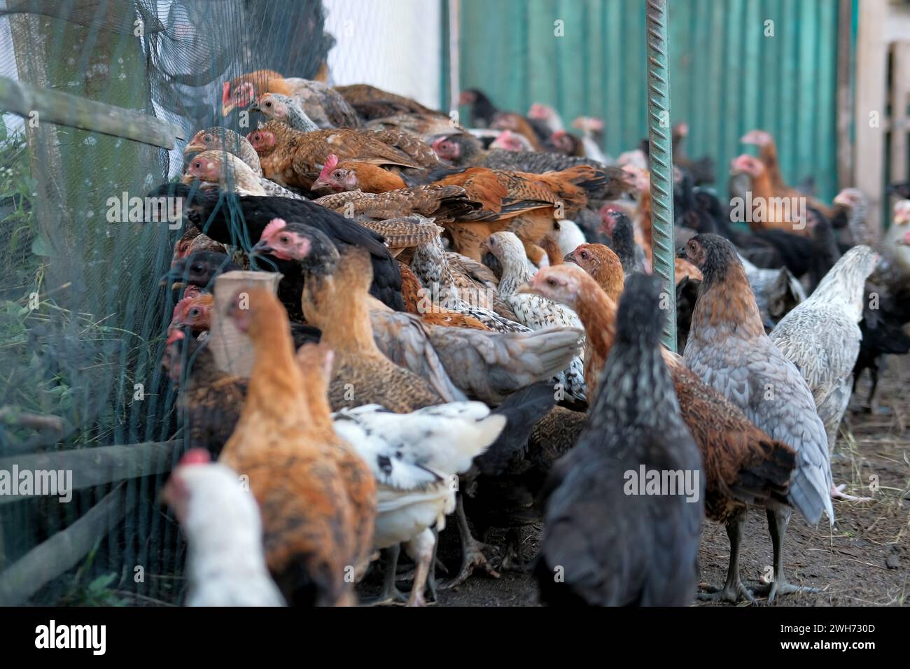A group of chickens on a traditional poultry farm Stock Photo - Alamy