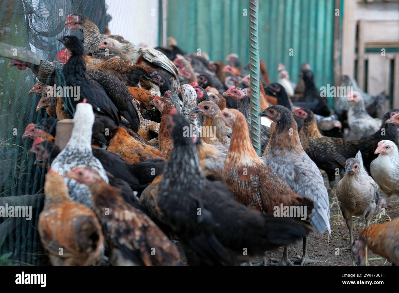 A group of chickens on a traditional poultry farm Stock Photo - Alamy