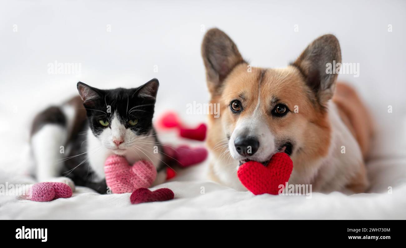 valentine card cute corgi dog and cat lie on a white bed background ...