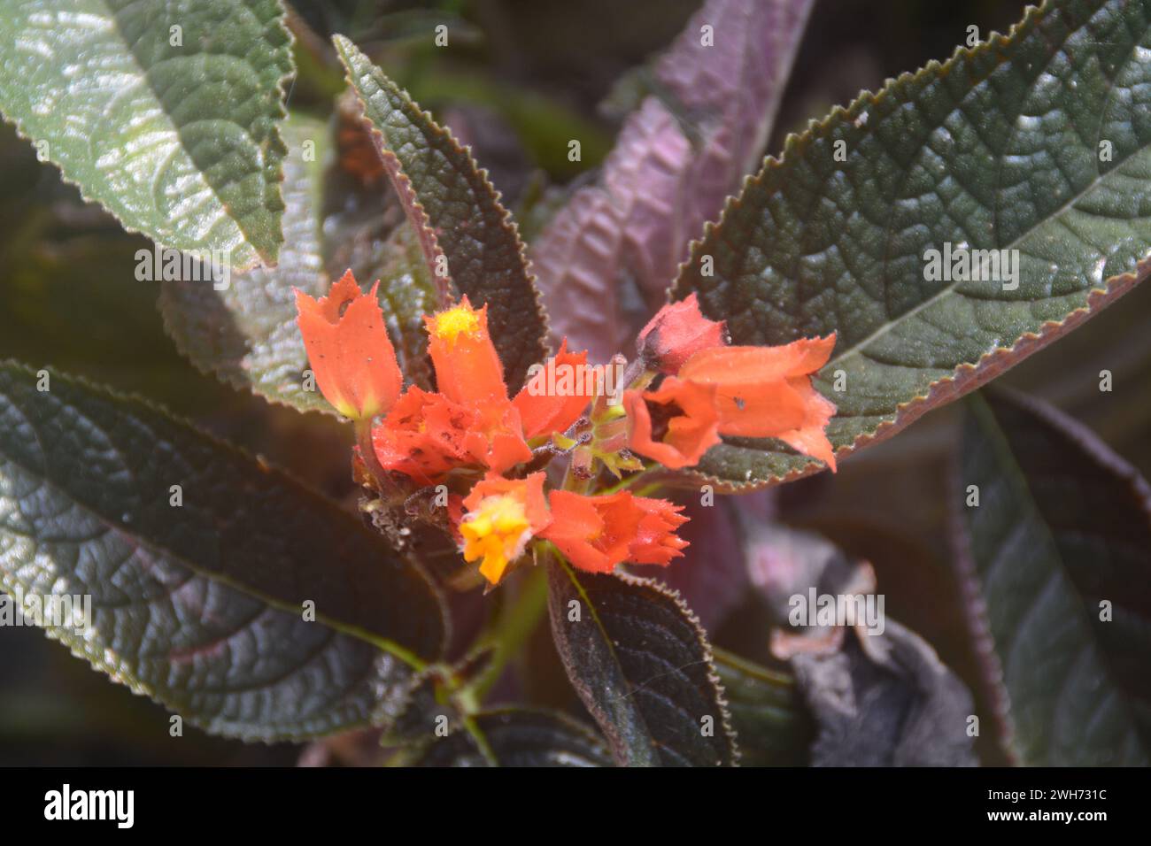 Tropical plants from Indonesia. Gardens in Indonesia Stock Photo - Alamy