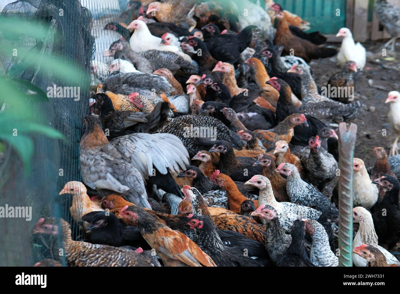 A group of chickens on a traditional poultry farm Stock Photo - Alamy