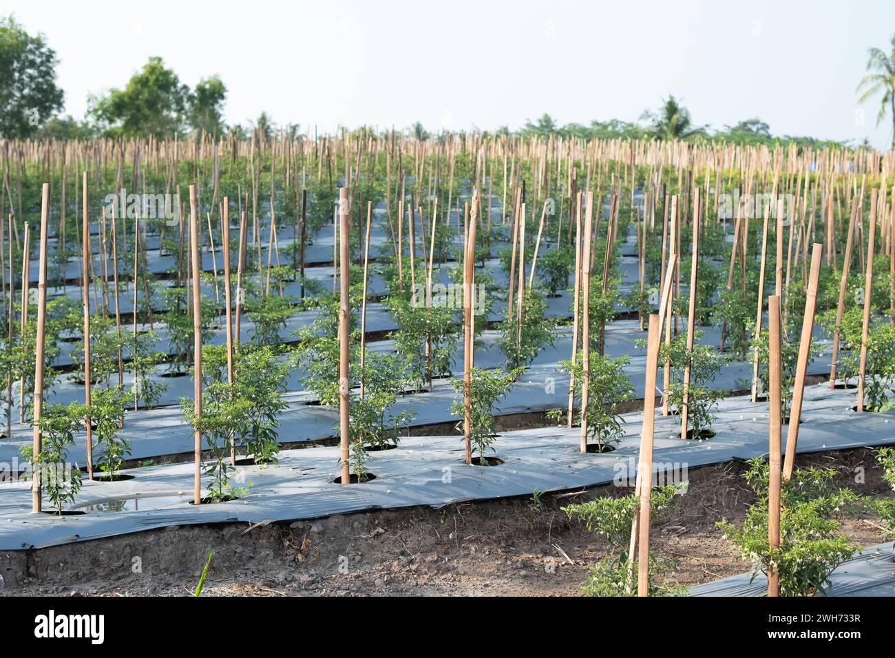 Rows of chilli vegetables growing in agricultural plantations Stock ...