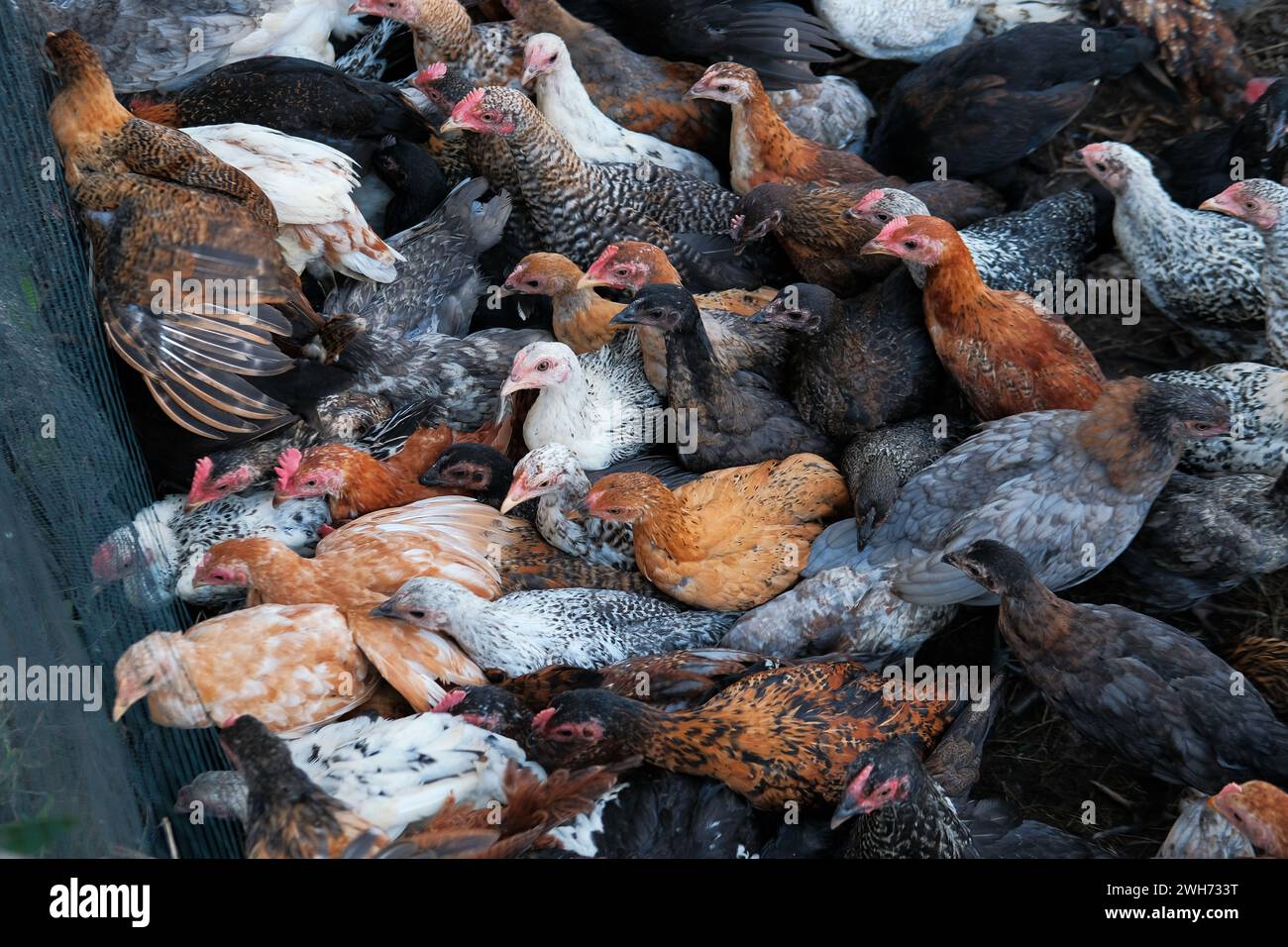A group of chickens on a traditional poultry farm Stock Photo - Alamy