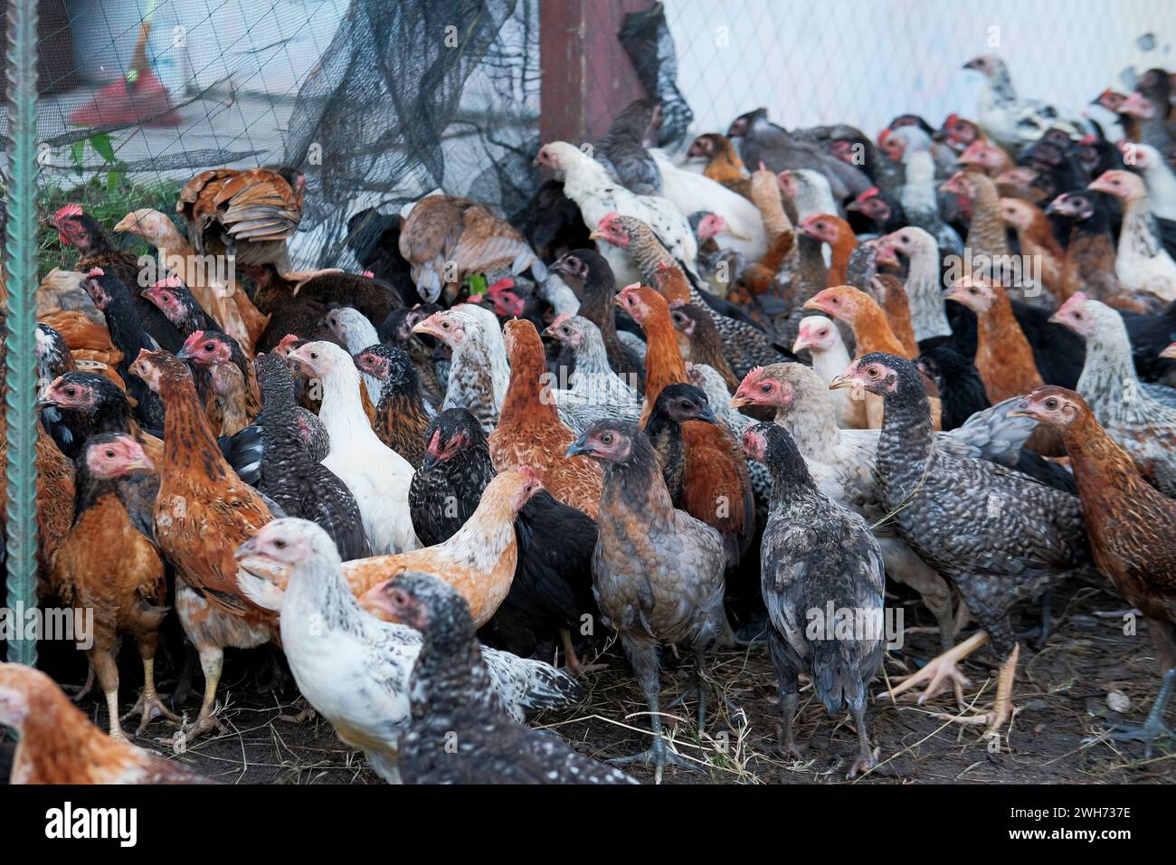 A group of chickens on a traditional poultry farm Stock Photo - Alamy