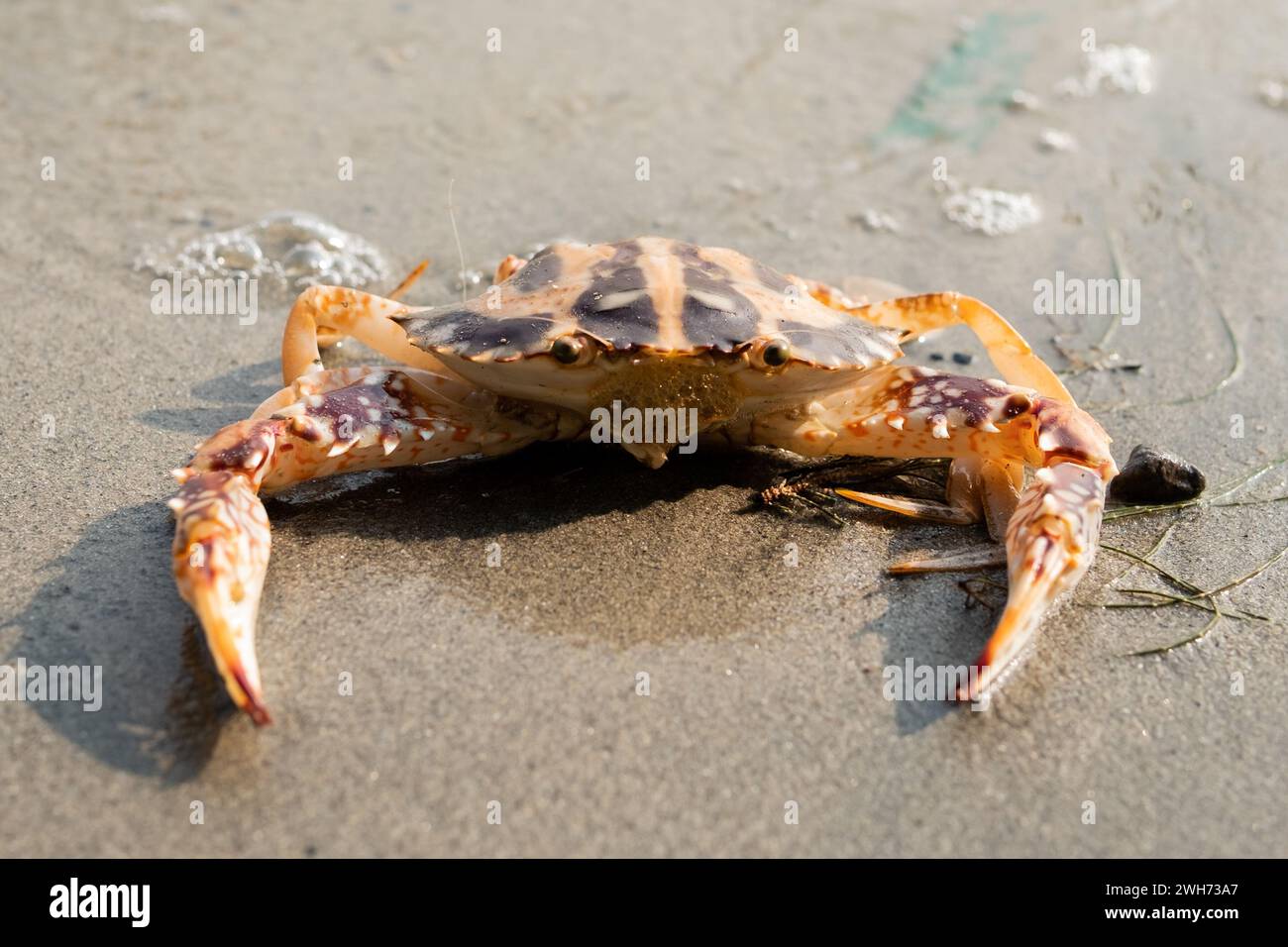 Blue Crab (Callinectes sapidus) on the beach sand Stock Photo - Alamy