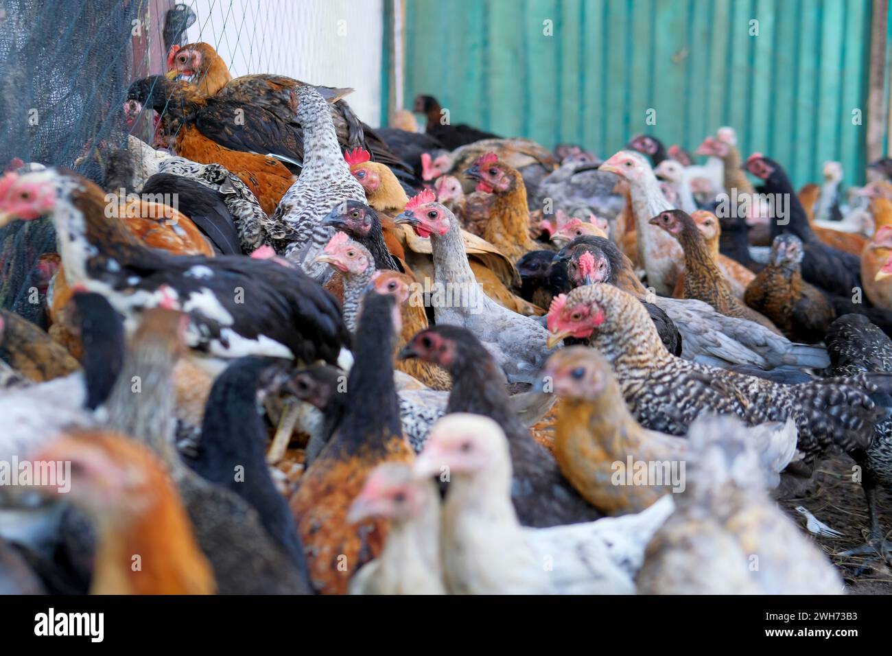 A group of chickens on a traditional poultry farm Stock Photo - Alamy