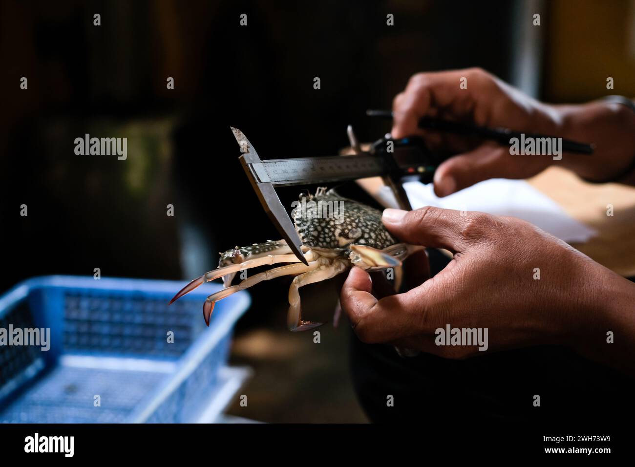 Man's hand measures a crab with a measuring device Stock Photo - Alamy