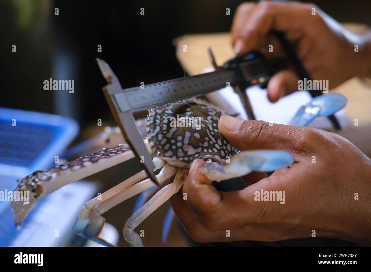 Man's hand measures a crab with a measuring device Stock Photo - Alamy
