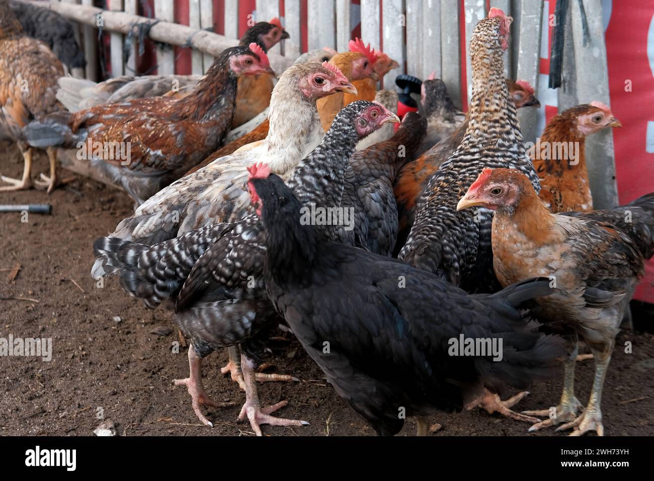 A group of chickens on a traditional poultry farm Stock Photo - Alamy