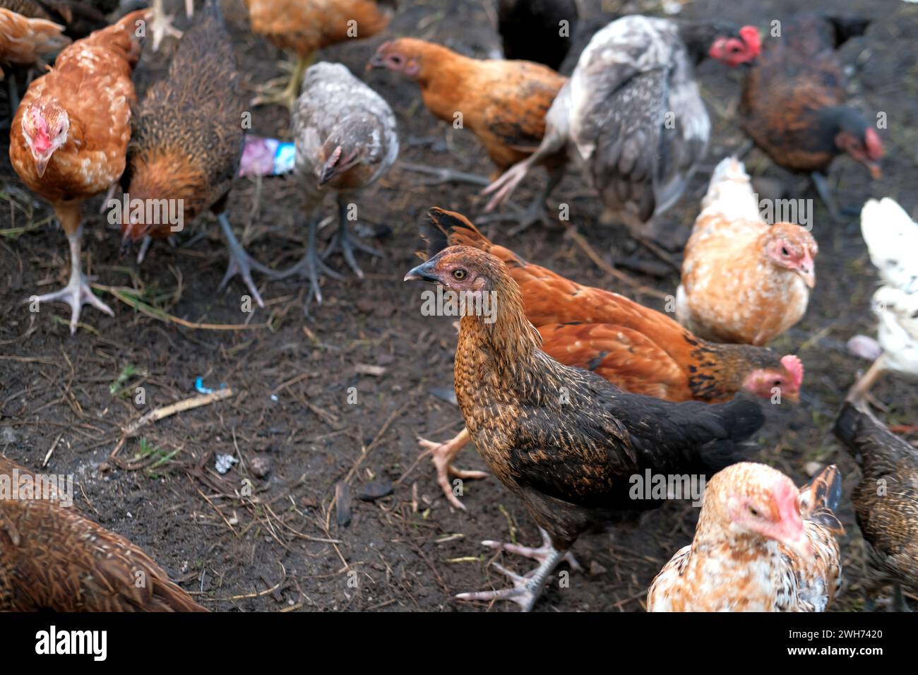A group of chickens on a traditional poultry farm Stock Photo - Alamy