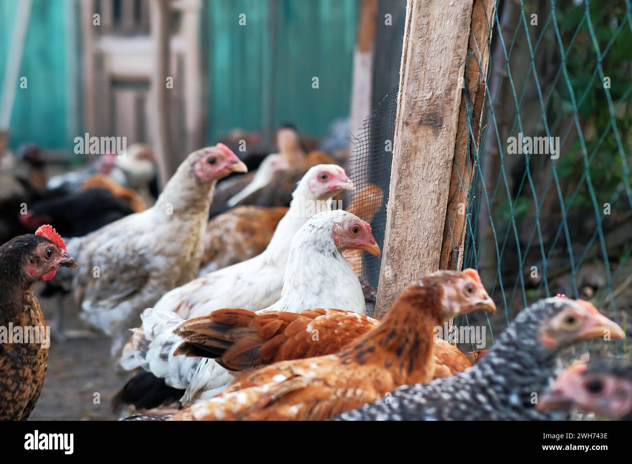 A group of chickens on a traditional poultry farm Stock Photo - Alamy