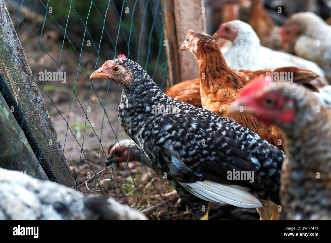 A group of chickens on a traditional poultry farm Stock Photo - Alamy