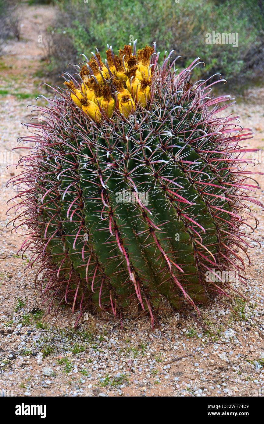 Arizona Barrel Cactus Ferocactus wislizenii in early spring sonora ...
