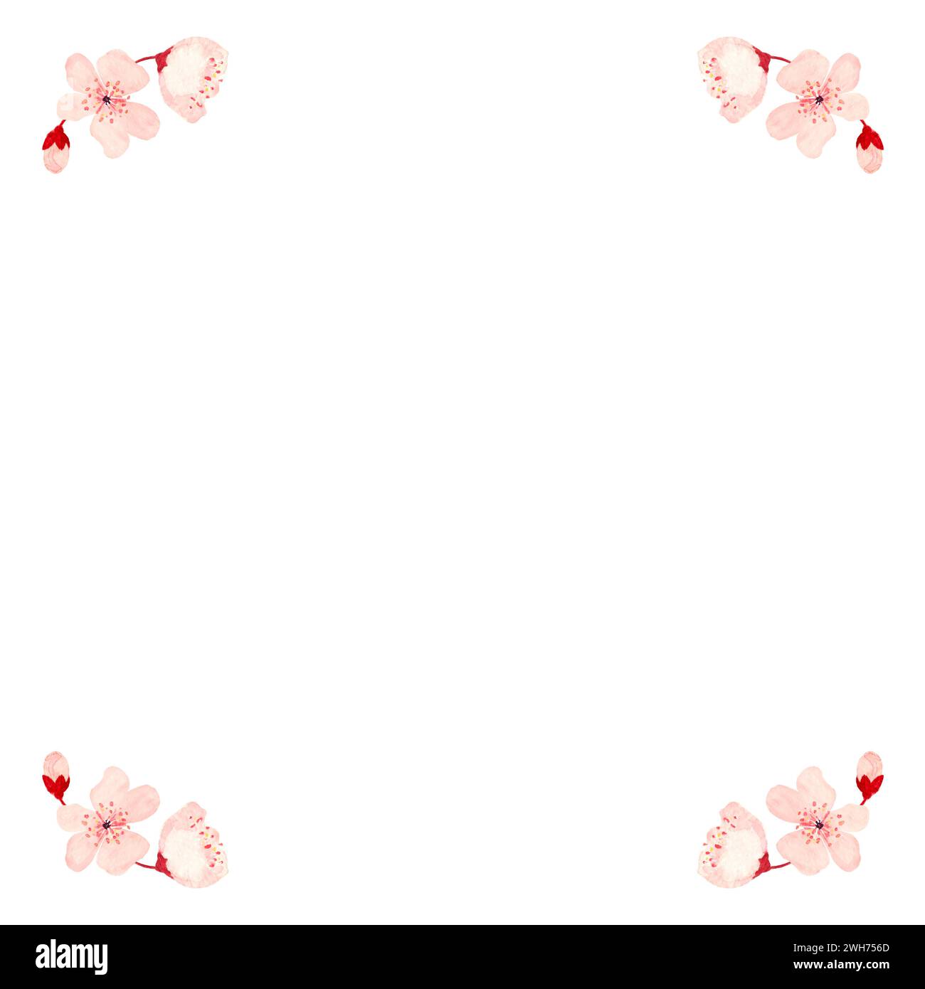 Watercolor hand drawn peach sakura flower frame isolated on white Stock ...