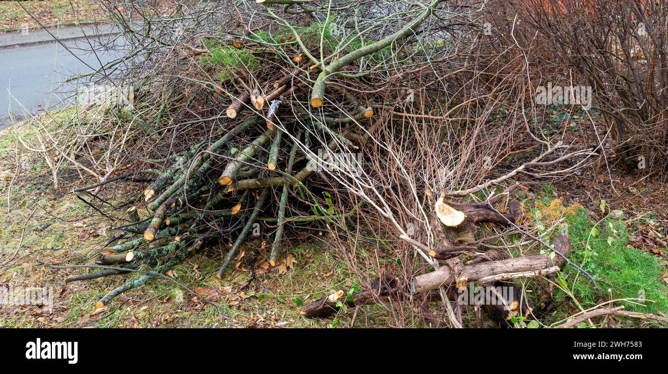 Shrubs are cut back in spring Stock Photo - Alamy