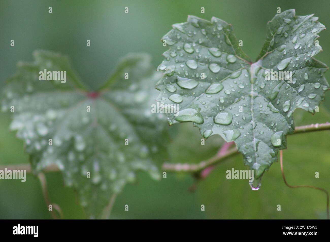 The remaining rainwater still sticks to the leaves and flowers Stock ...