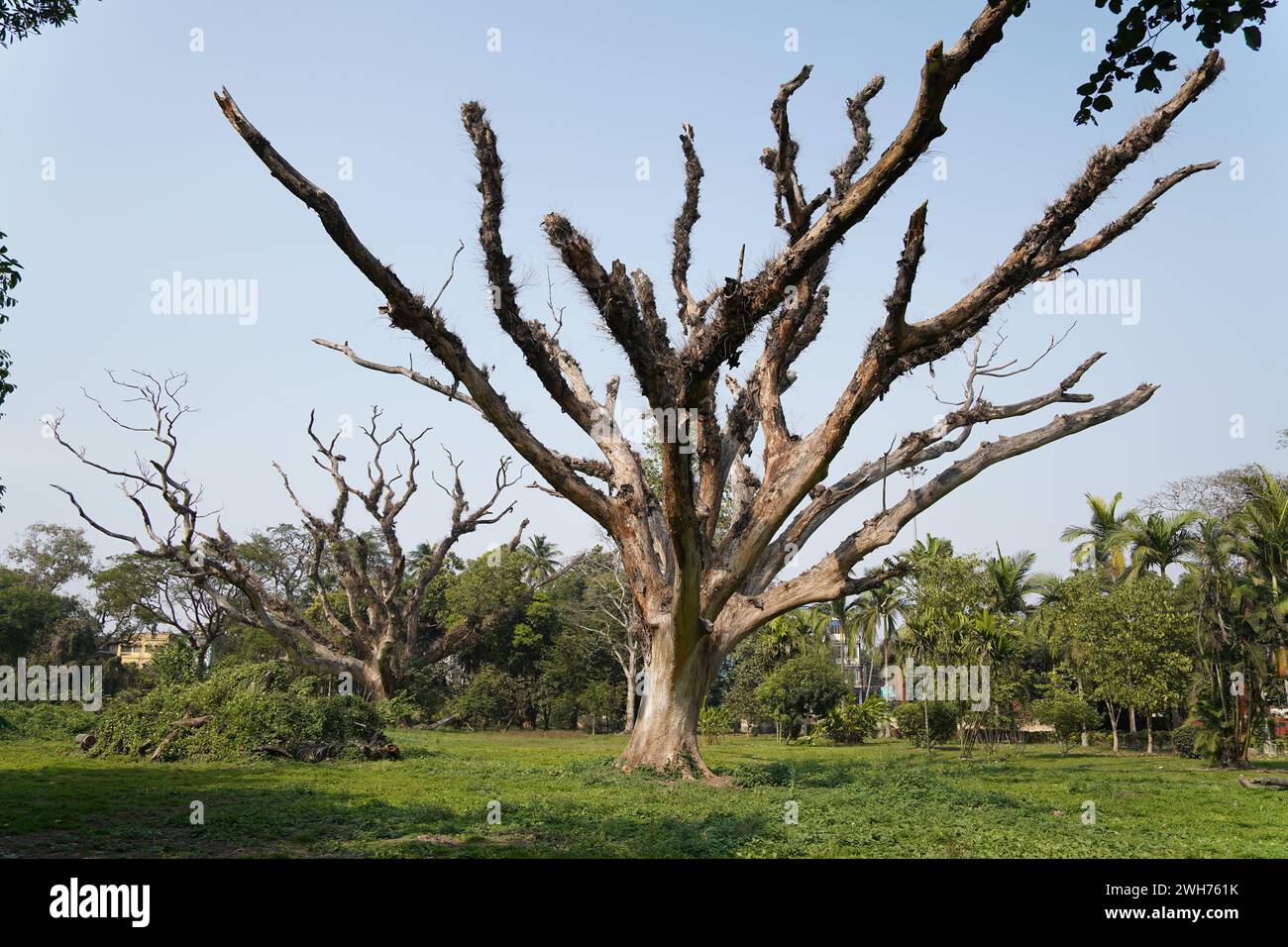 Dead trees. Acharya Jagadish Chandra Bose Indian Botanic Garden. Howrah ...