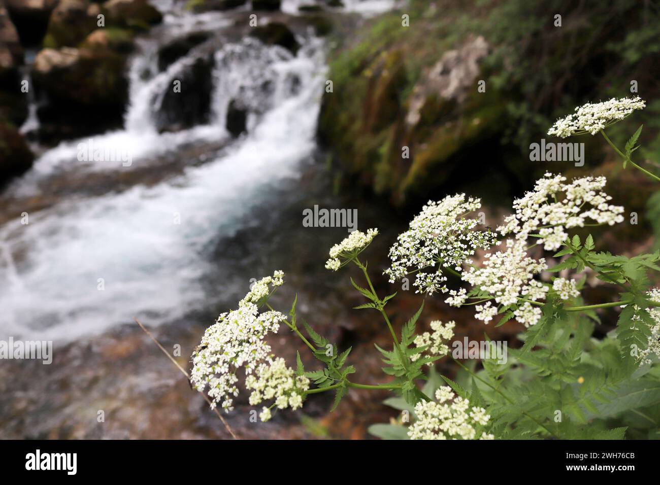 Photo of yarrow flower and magnificent stream Stock Photo - Alamy