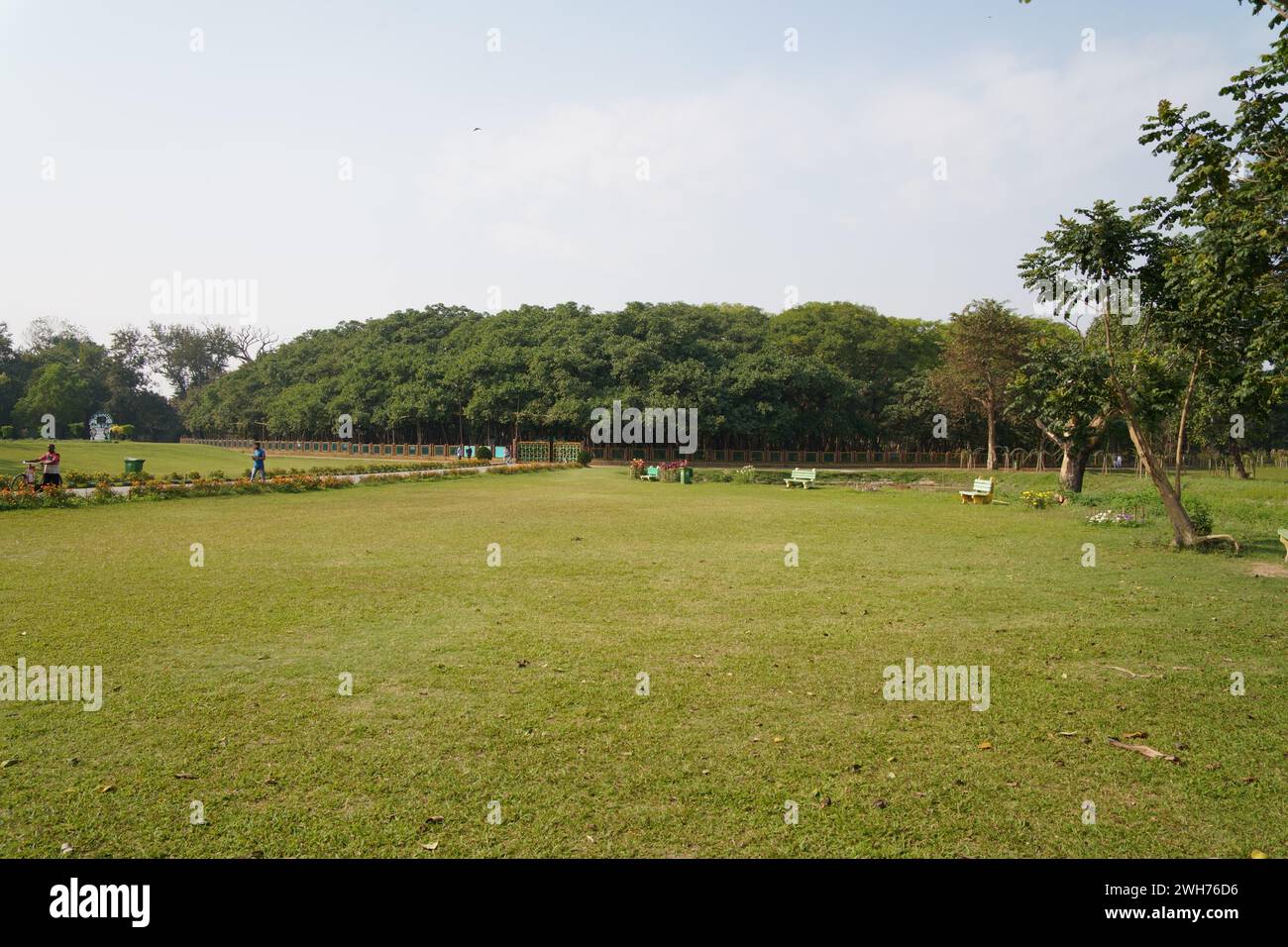 The Great Banyan tree (Ficus benghalensis). Acharya Jagadish Chandra ...
