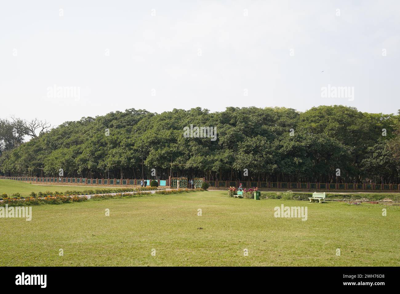 The Great Banyan tree (Ficus benghalensis). Acharya Jagadish Chandra ...