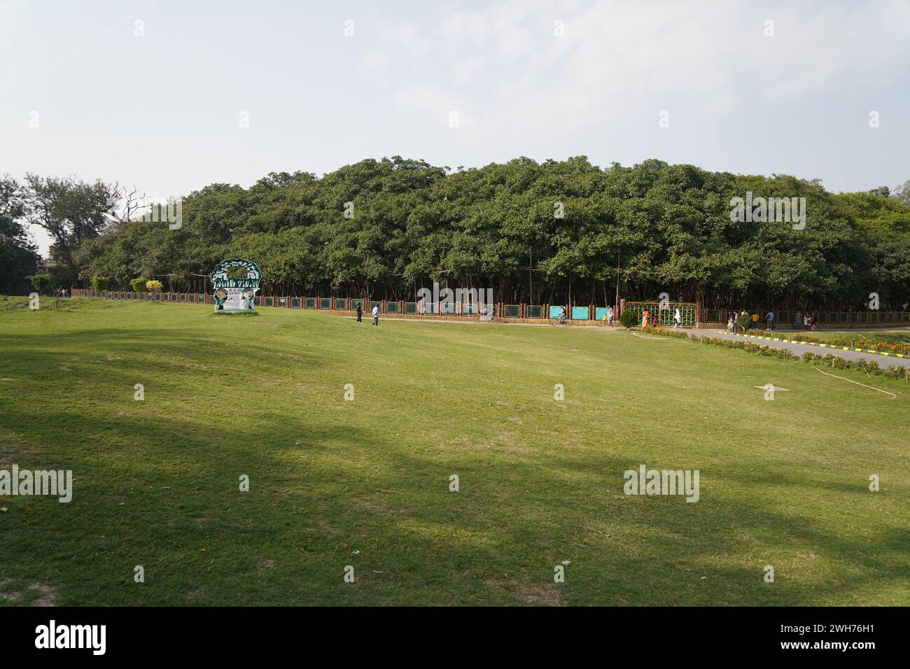 The Great Banyan tree (Ficus benghalensis). Acharya Jagadish Chandra ...