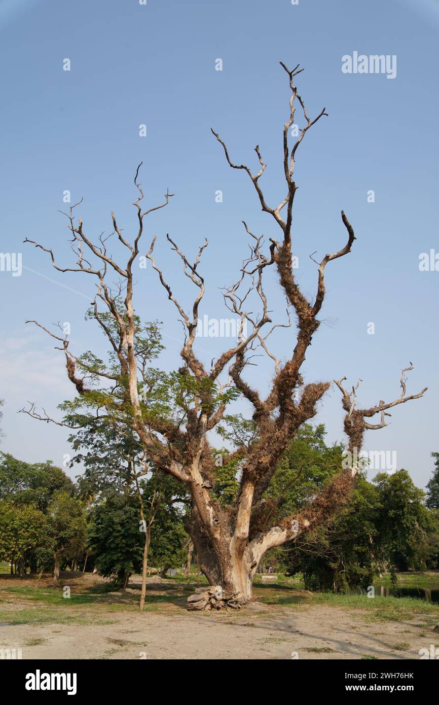 Dead tree. Acharya Jagadish Chandra Bose Indian Botanic Garden, Howrah ...