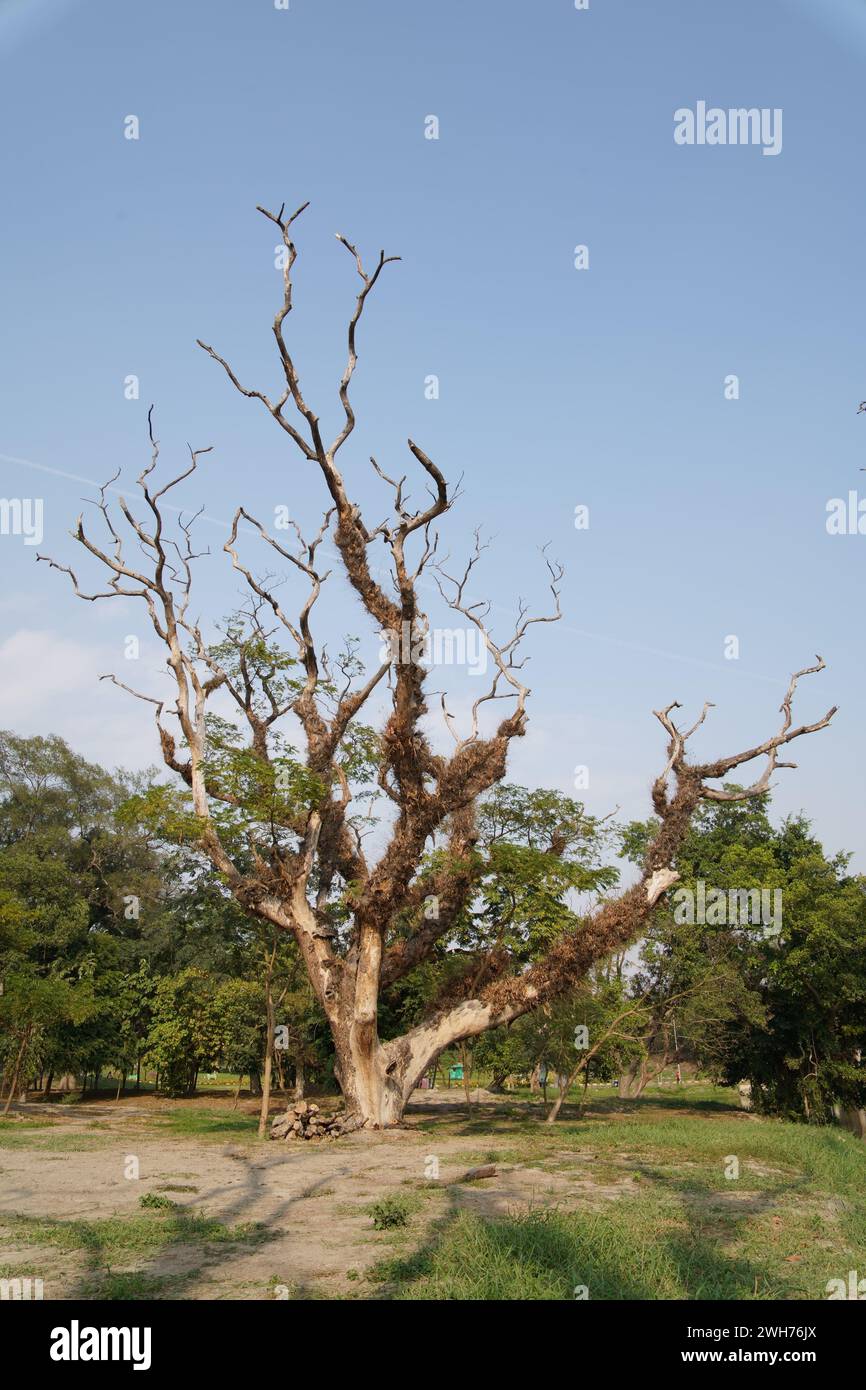 Dead tree. Acharya Jagadish Chandra Bose Indian Botanic Garden, Howrah ...
