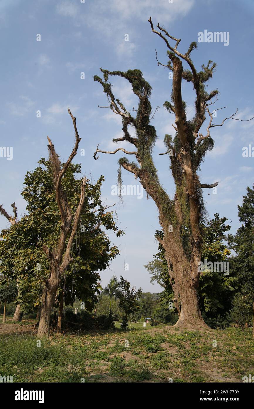 Dead trees. Acharya Jagadish Chandra Bose Indian Botanic Garden. Howrah ...