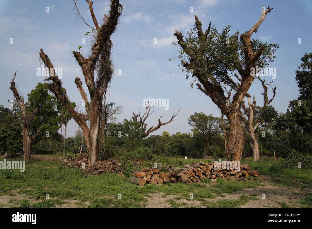 Dead trees. Acharya Jagadish Chandra Bose Indian Botanic Garden. Howrah ...