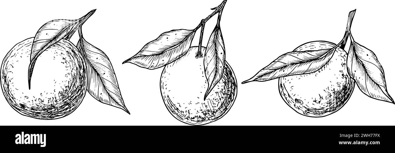 Orange Fruit Branch with leaves. Hand drawn linear set of vector ...