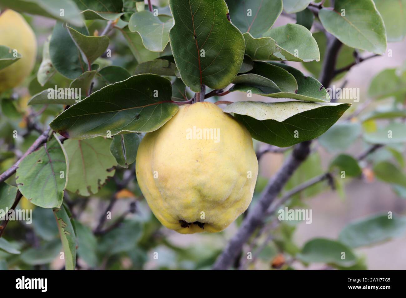 Ripe quinces tree hi-res stock photography and images - Alamy