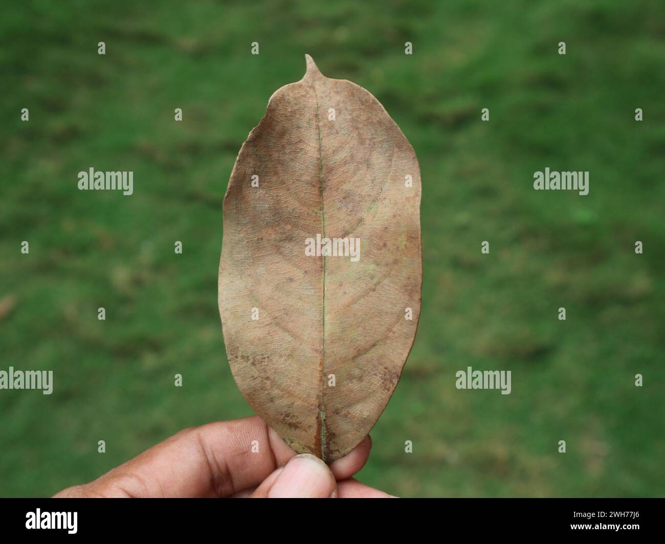 Dry leaf pinched between two fingers of hand isolated on blurred green ...