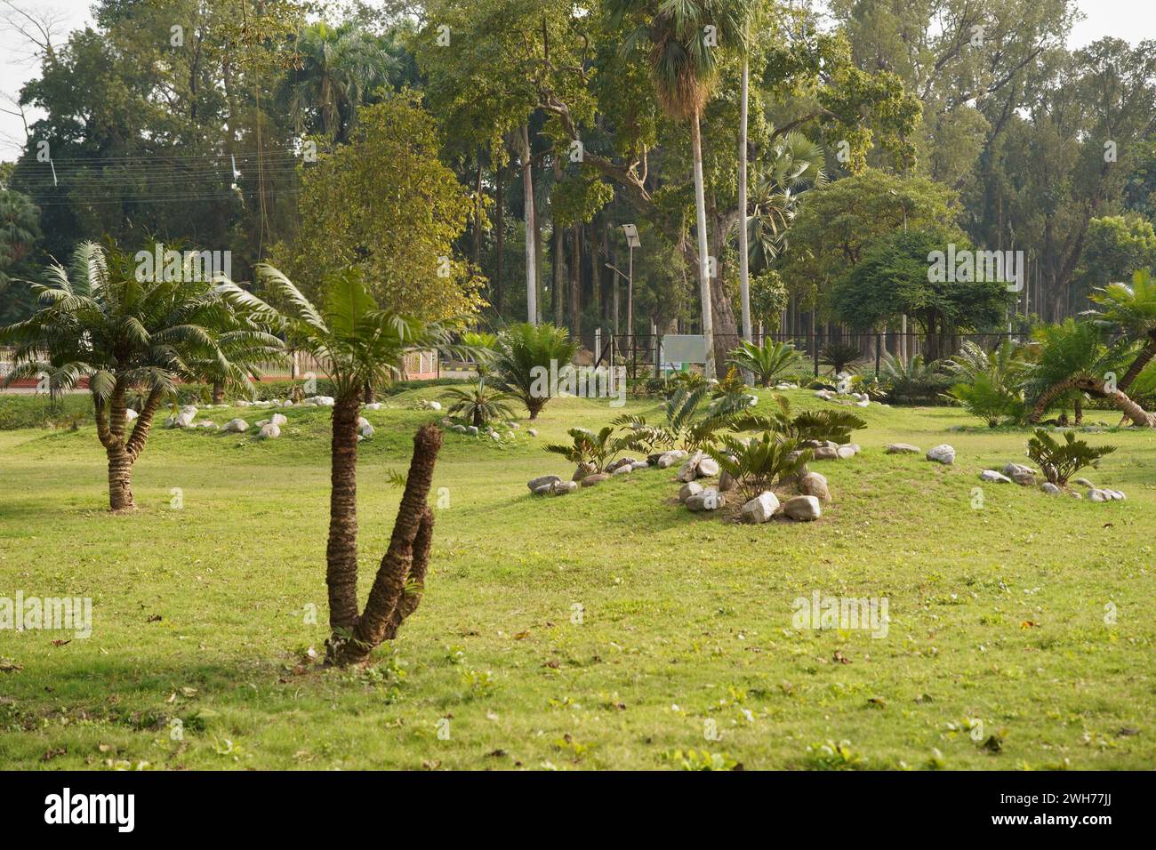 Cycads. Acharya Jagadish Chandra Bose Indian Botanic Garden. Howrah ...