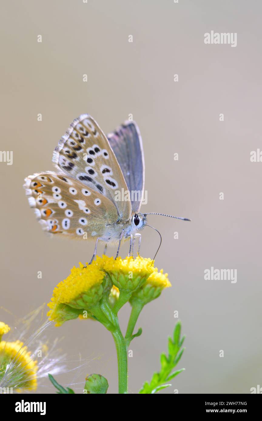 Silver Green Bubble - Lysandra Coridon Sucks Nectar From A Flower Of ...