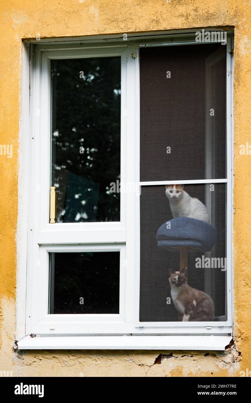 A plastic window with a mosquito net behind which domestic cats sit and ...