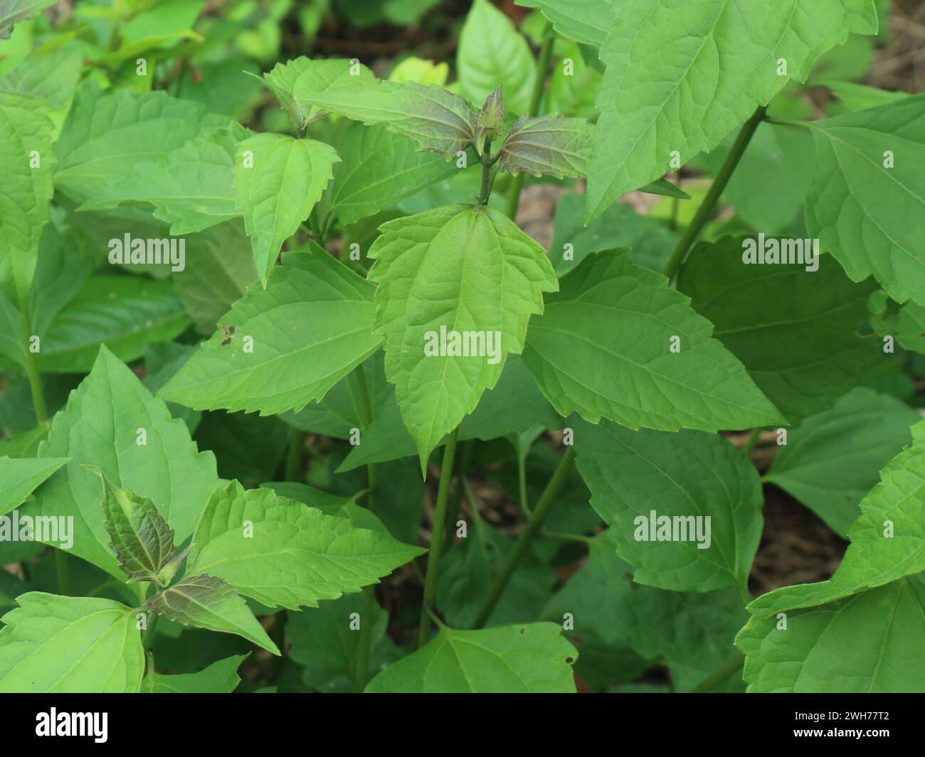 The Chromolaena odorata shrub is used as a traditional medicine to ...