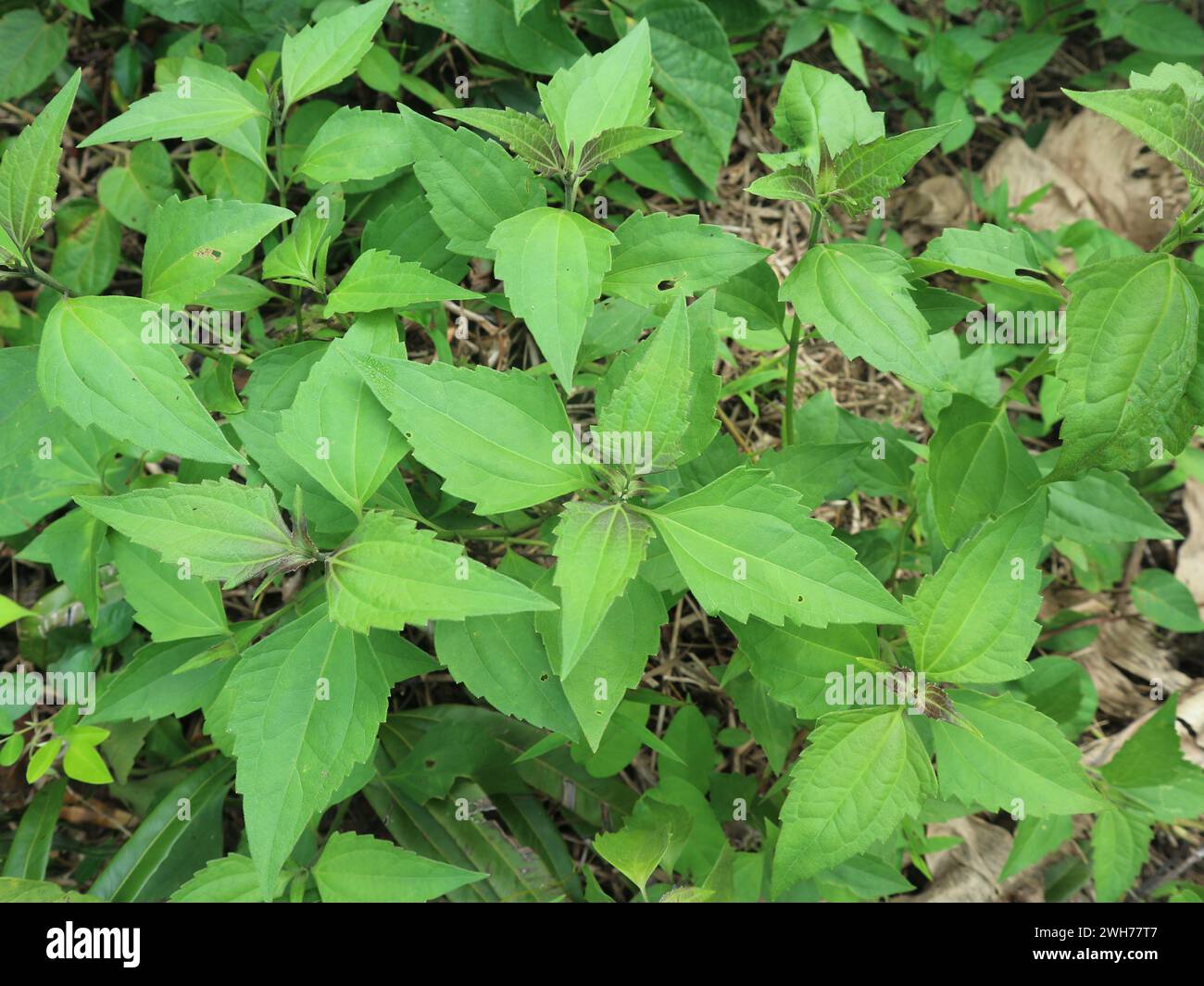 The Chromolaena odorata shrub is used as a traditional medicine to ...