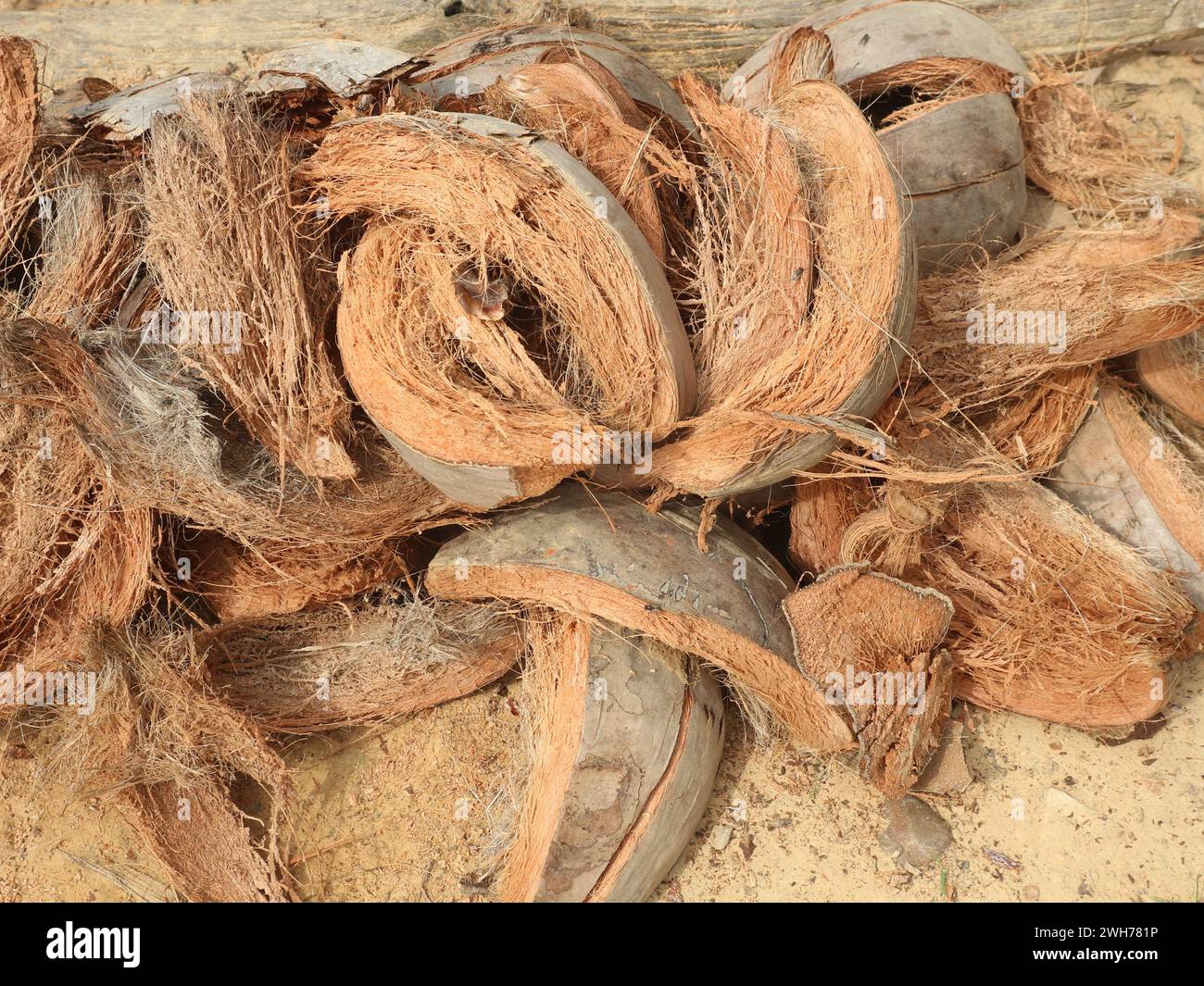 Waste coconut fiber which has many benefits contains high potassium ...