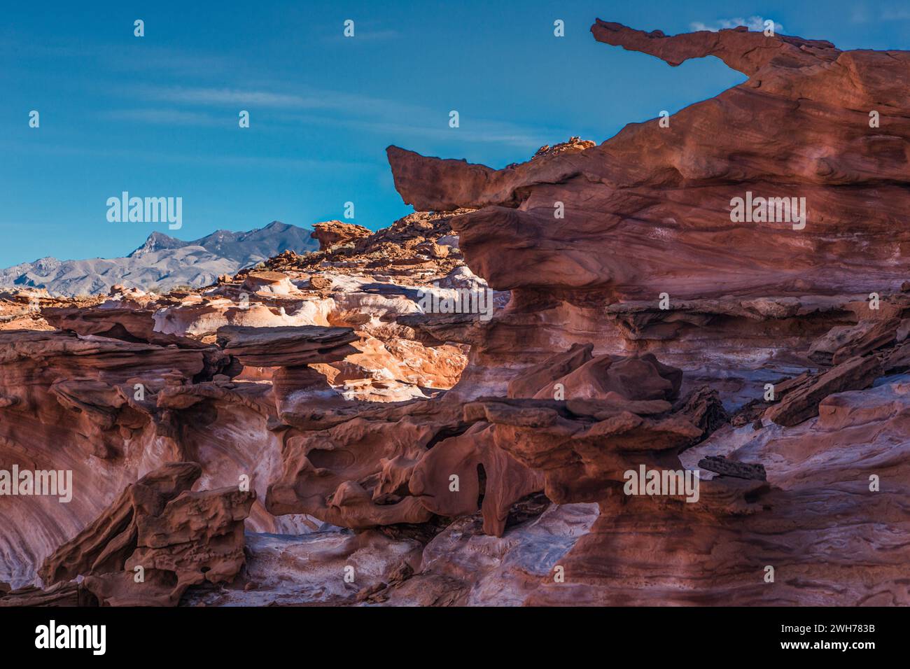 Fragile eroded Aztec sandstone formations in Little Finland, Gold Butte ...
