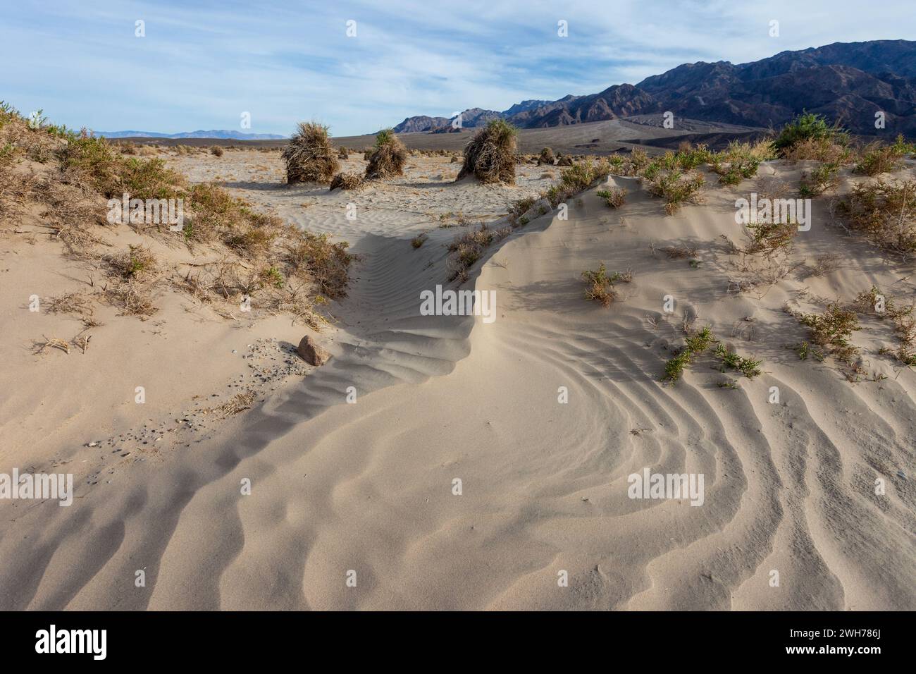 Arrowweed, Pluchea sericea, growing on the edge of the dune fields in ...