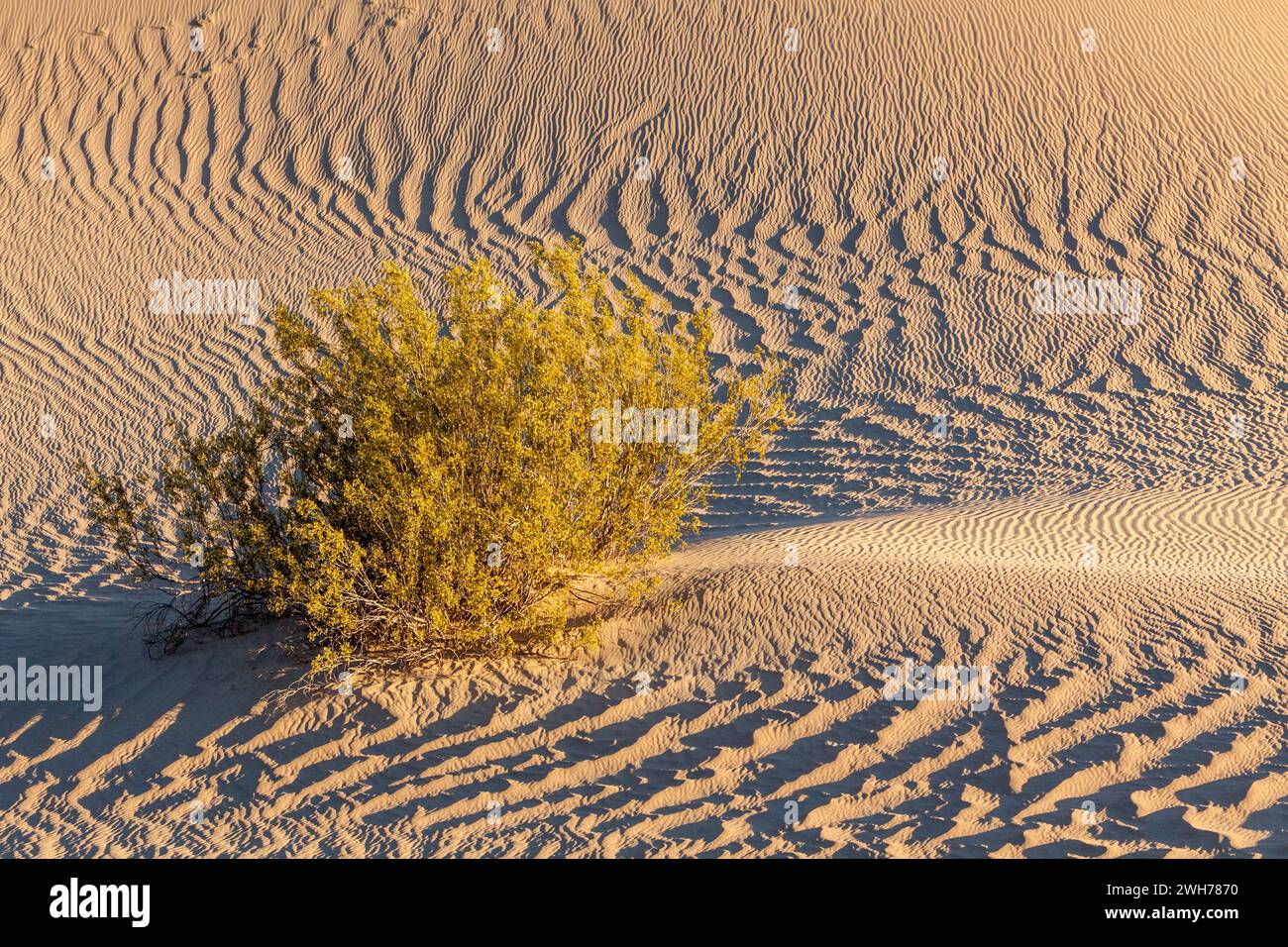 A shrub growing in the Mesquite Flat Sand Dunes near Stovepipe Wells in ...