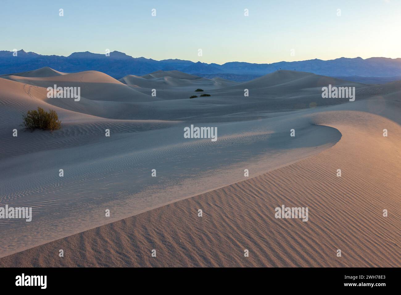 Curving crest of a dune in the Mesquite Flat Sand Dunes in the Mojave ...