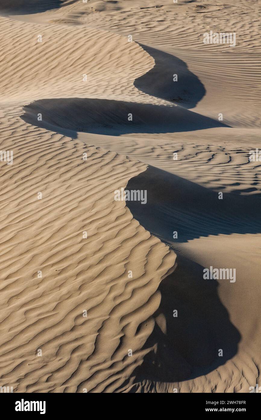 Curving crest of a dune in the Mesquite Flat Sand Dunes in the Mojave ...