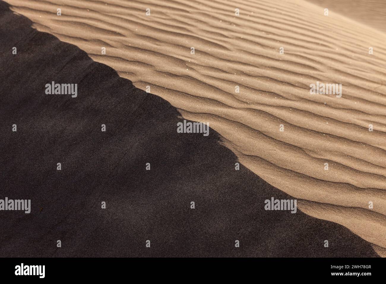 Shadowed crest of a dune in the Mesquite Flat Sand Dunes in the Mojave ...