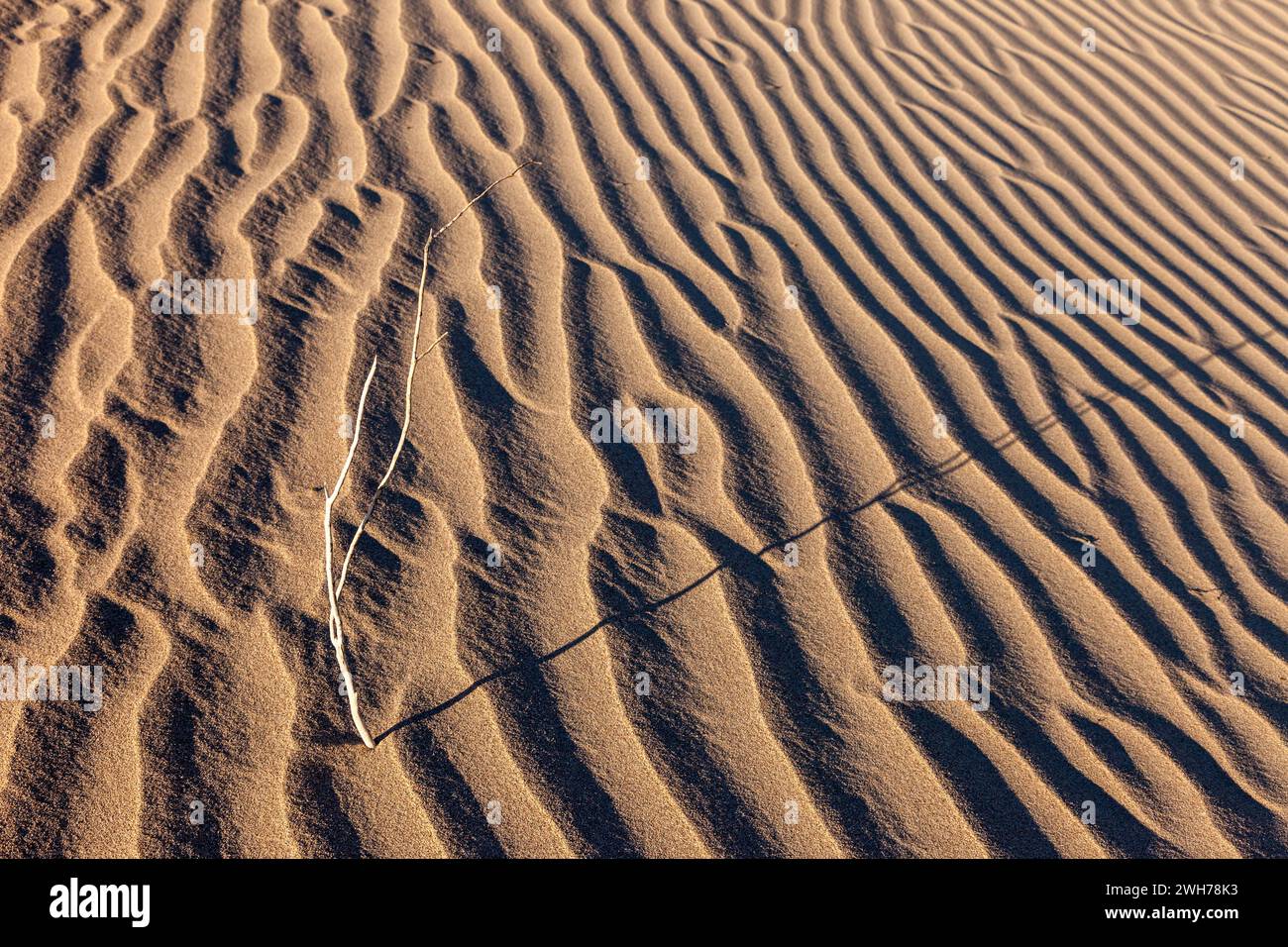 Dead stick stock hi-res stock photography and images - Alamy